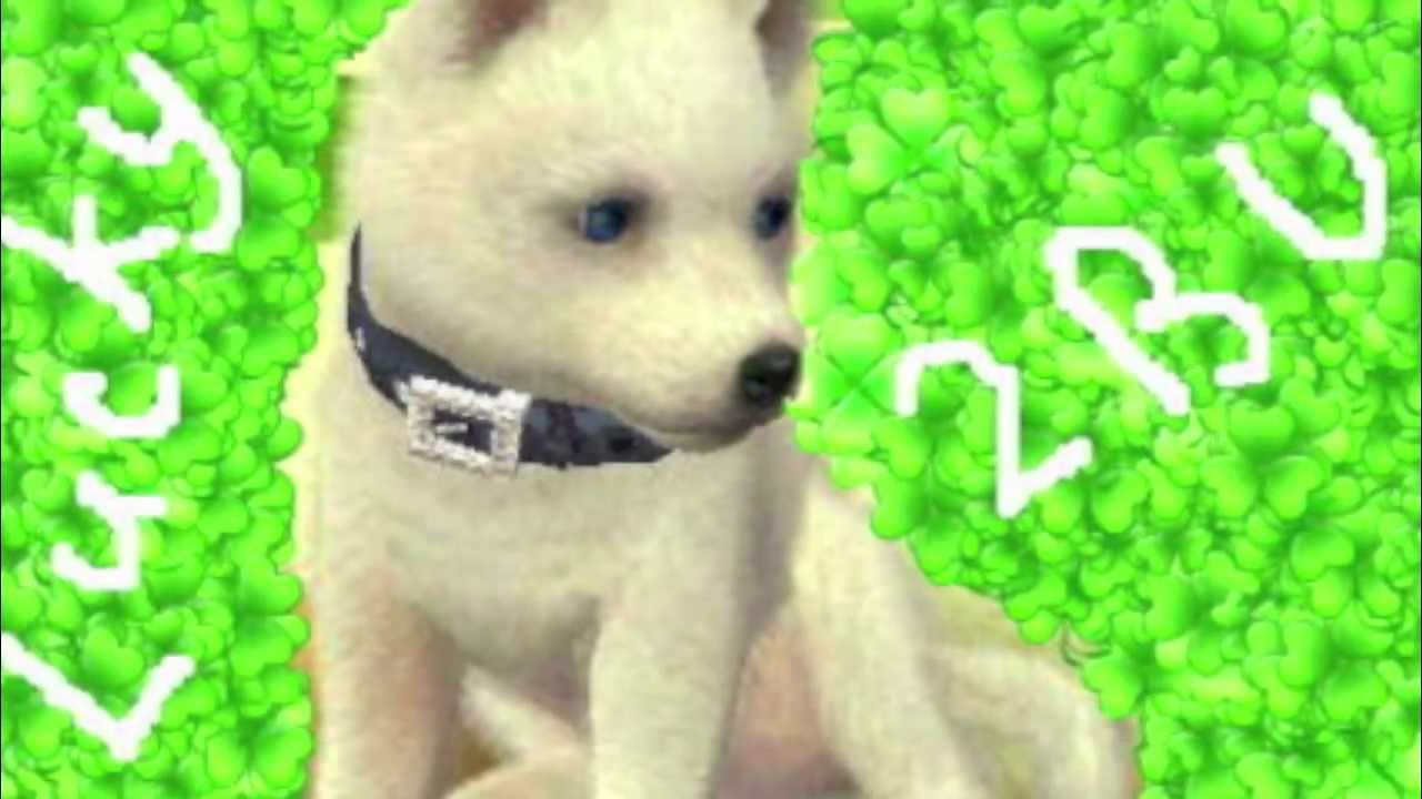 Cute Nintendogs Photos - YouTube