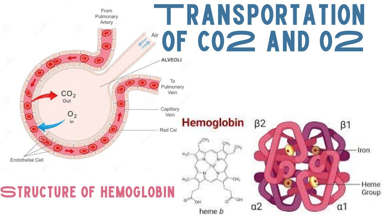 |Transportation of gases| |Co2 and O2| | Hemoglobin| |Respiratory ...