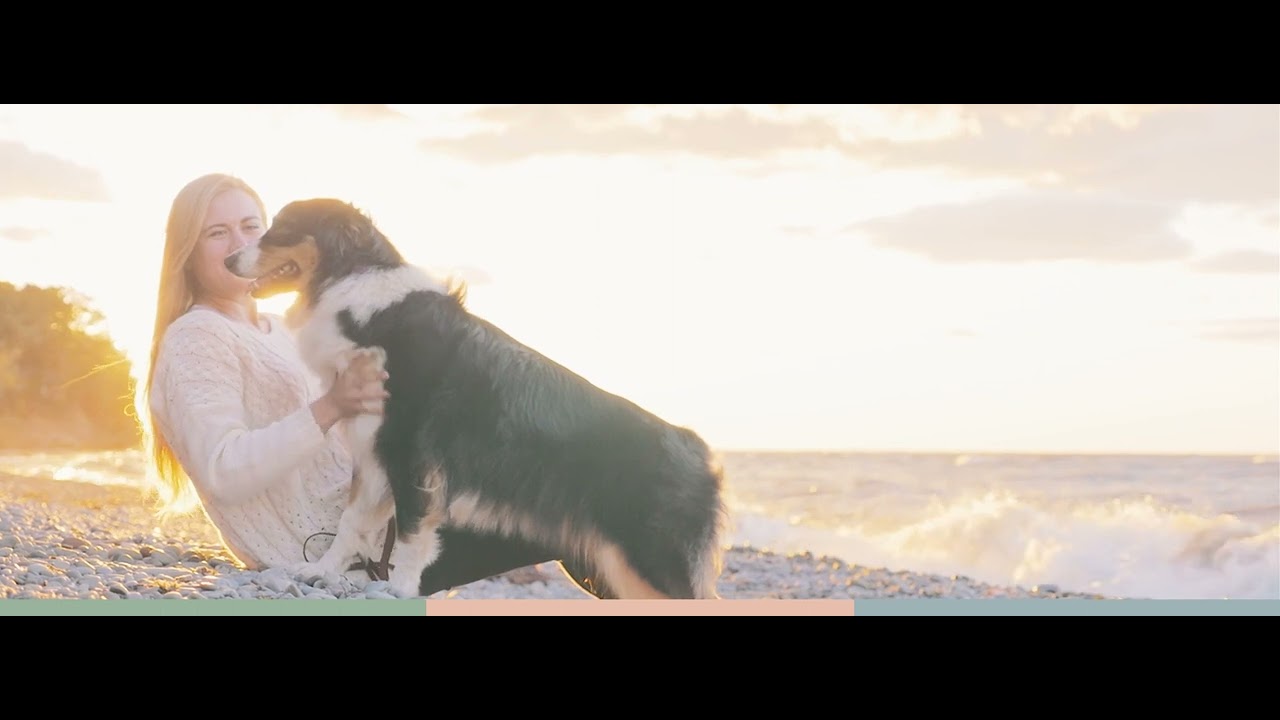 dog playing with human - YouTube