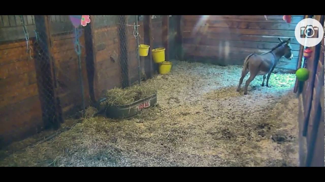 Donkey Zoomies - YouTube