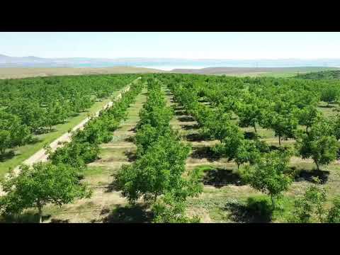 Kaman ceviz ve badem çiftliği