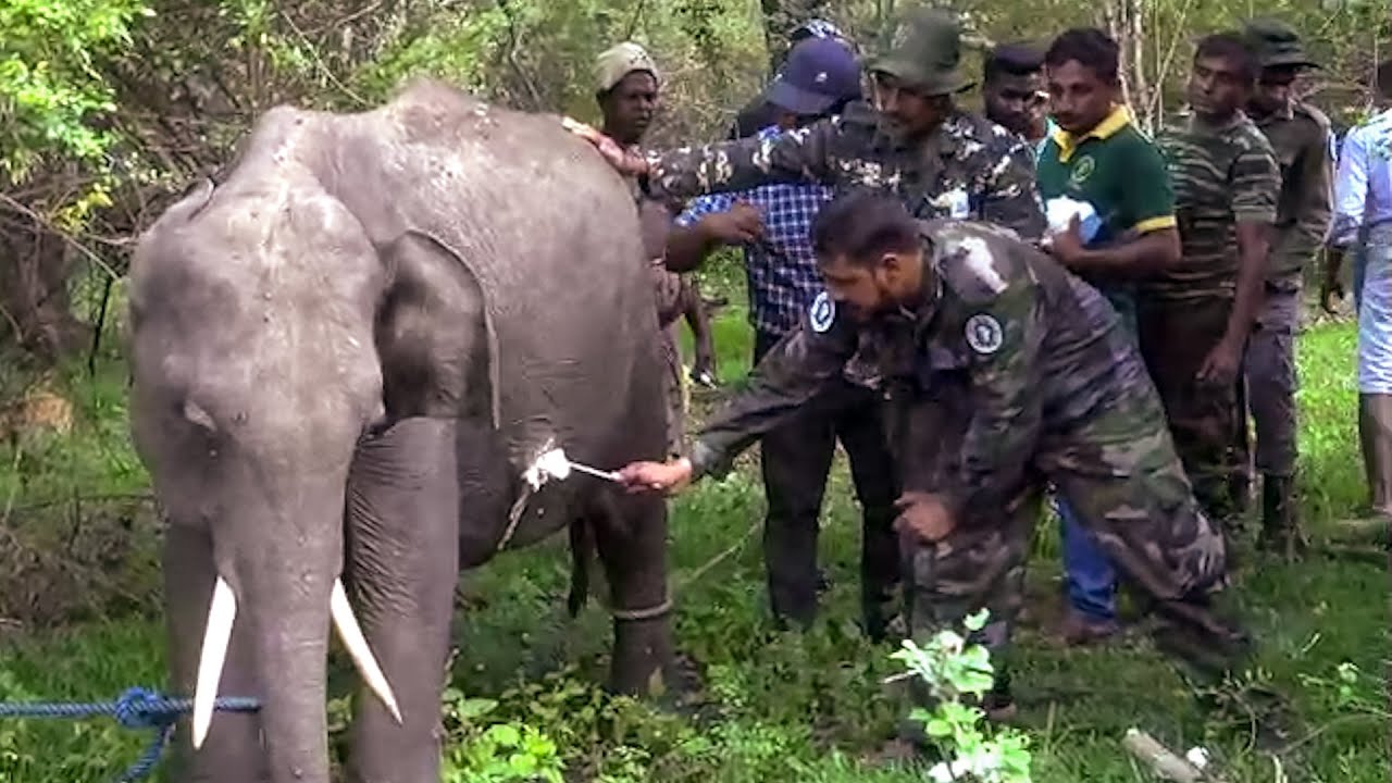 Helping a injured baby elephant,using a proper treatment - YouTube