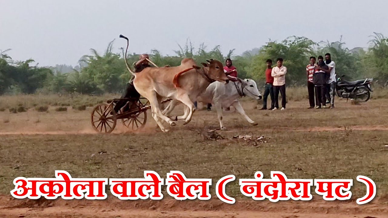 akola (maharashtra) wale bail | ox races | racing bull | pat ...