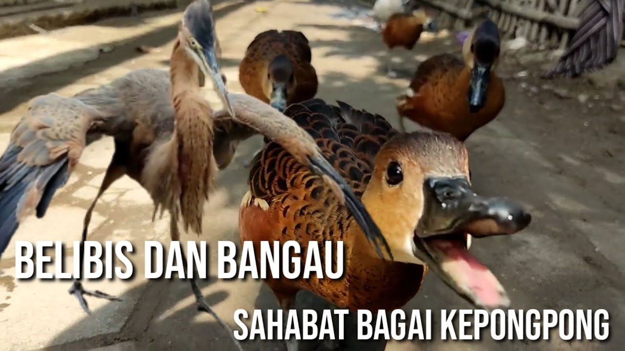 Burung belibis dan burung cangak ulo sahabat paling setia ...