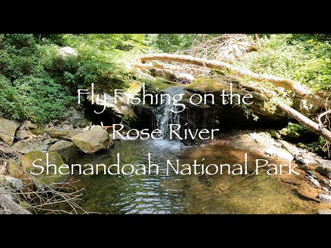 Fly Fishing on the Rose River - Shenandoah National Park - YouTube