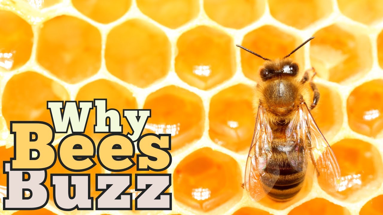 Why Bees Buzz: The Science of Wing Vibration - YouTube