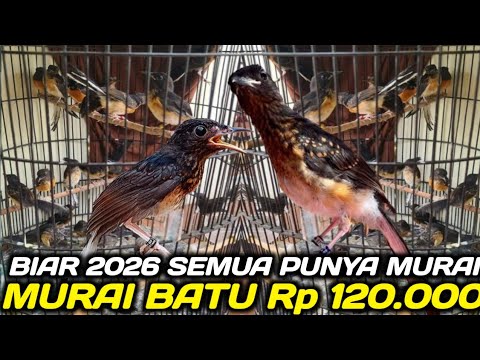 PASAR BURUNG MURAI BATU ! 300 EKOR MURAI TROTOL JAHAT & SUPER CUMA MULAI 120.000AN DIKIOS PB PRAMUKA