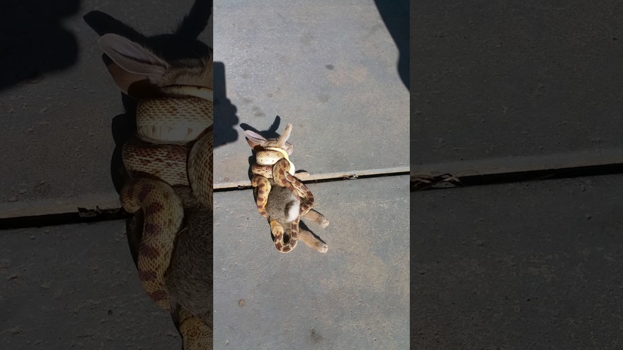 Snake eats rabbit part 1 - YouTube