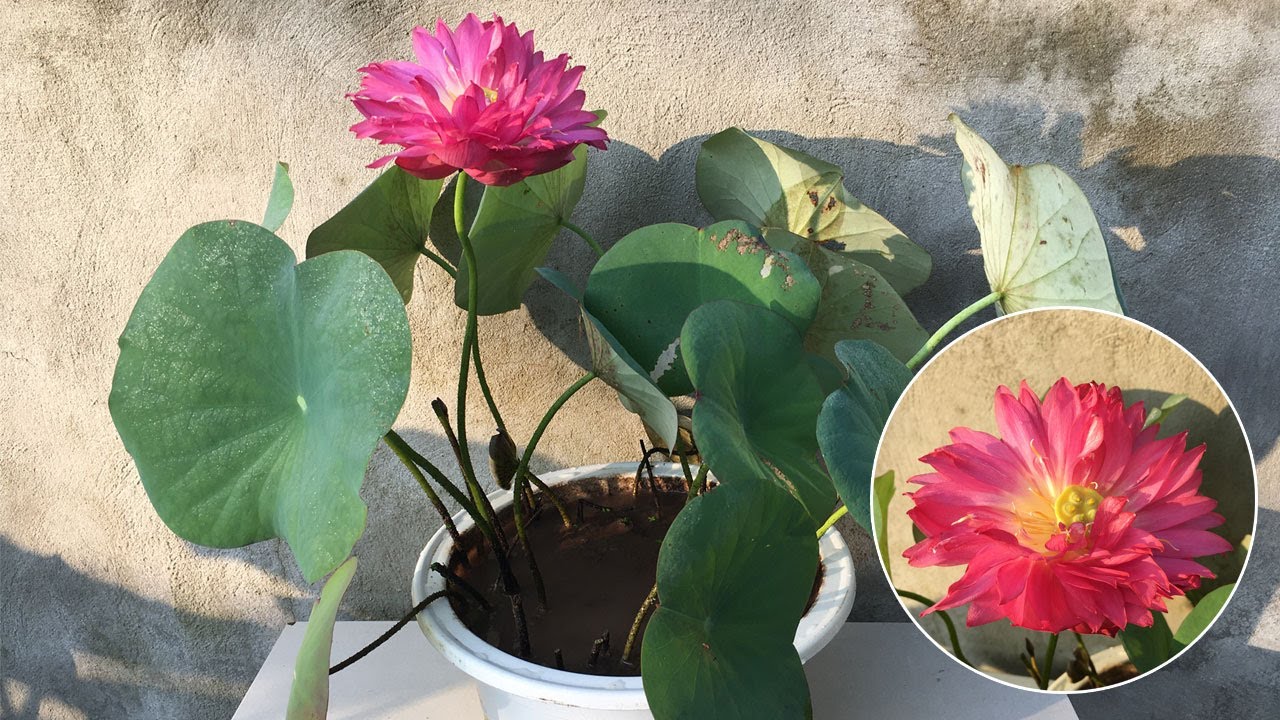 Growing lotus in a small pot at home, like a hybrid lotus with ...