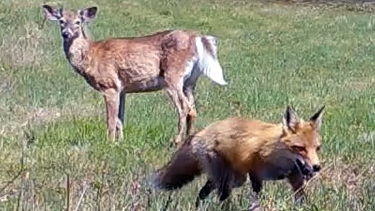 2020 HD Trail Cam - various wildlife in Northeastern Pennsylvania ...