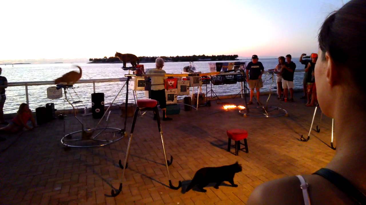 Crazy French Cat Entertainer - Mallory Square, Key West, FL - YouTube