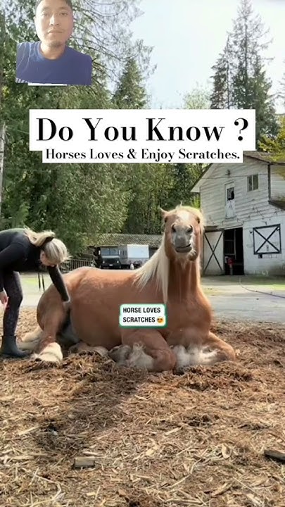 Horses Loves Scratches @SpindleHorse @DaHorseOner @horses - YouTube