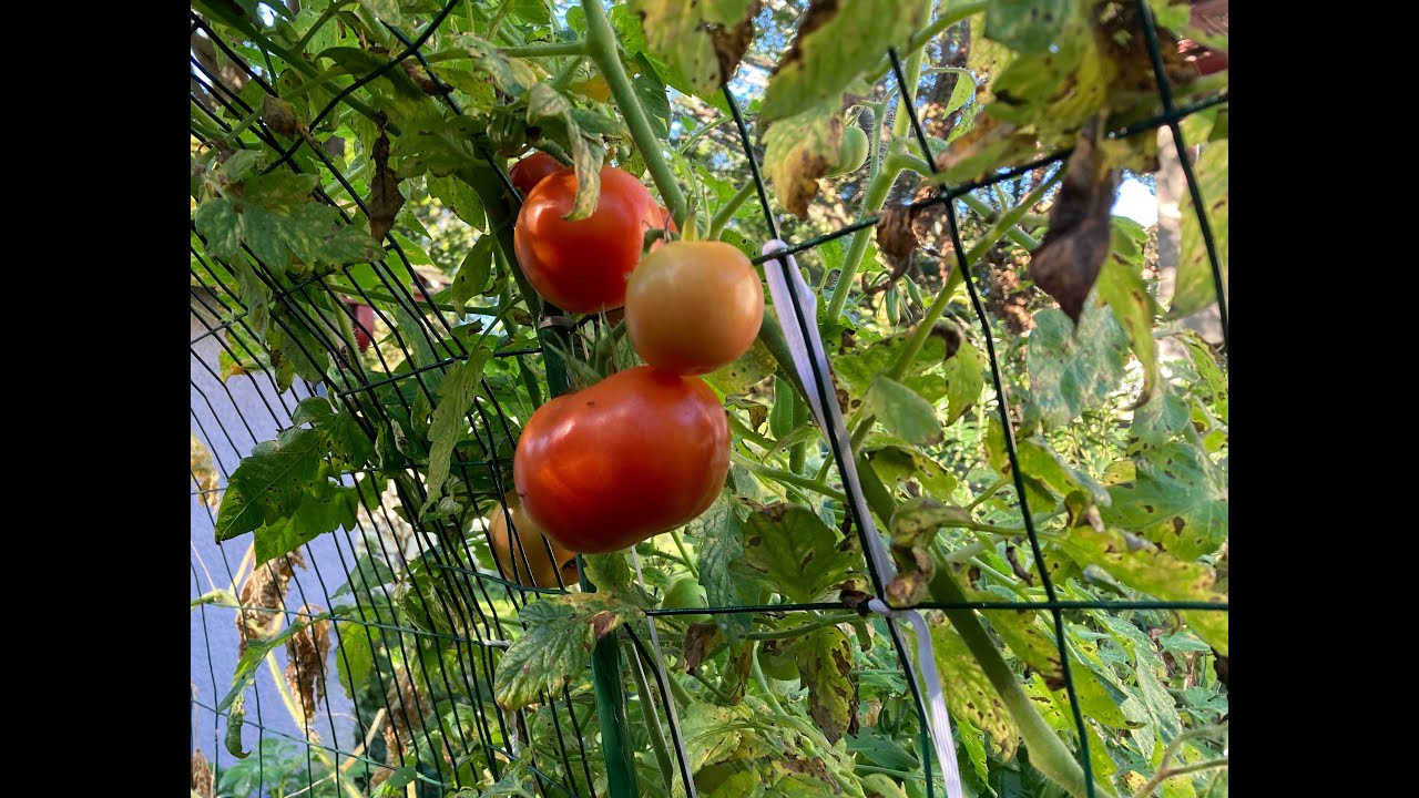 Sowing Tomato Seeds - YouTube