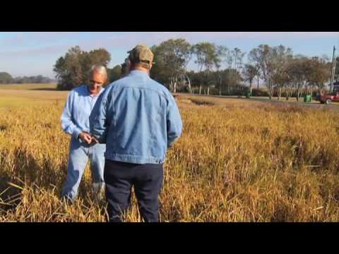 HORIZON AG CLEARFIELD RICE - YouTube