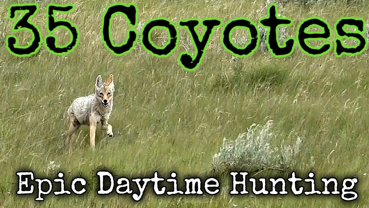 35 Coyotes Down Suppressed AR-15 (Epic Filmed Daytime Footage) - YouTube