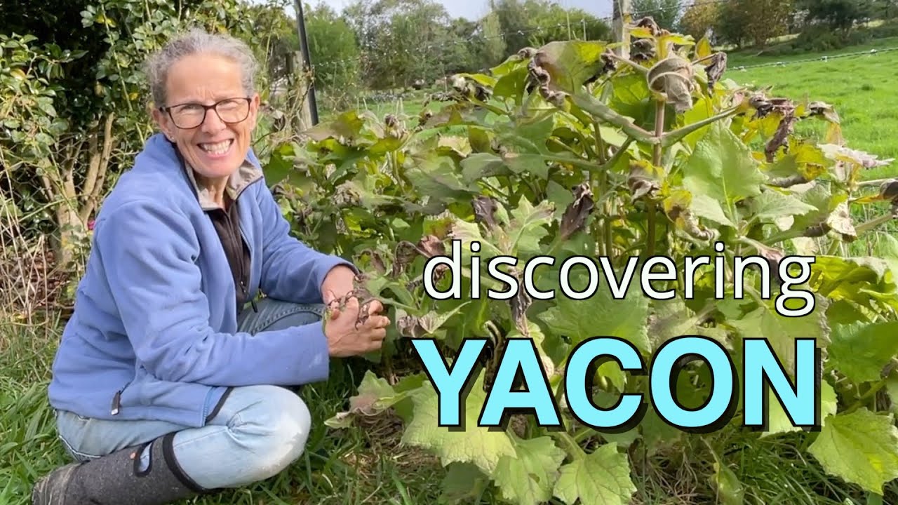 Discovering Yacon - Harvesting, Propagating, Planting and Tasting ...