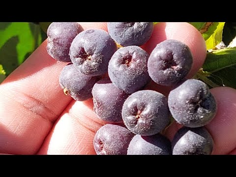 #Aronia 2023 #HasatZamanı #vaktigeldi videoyu bekleyin