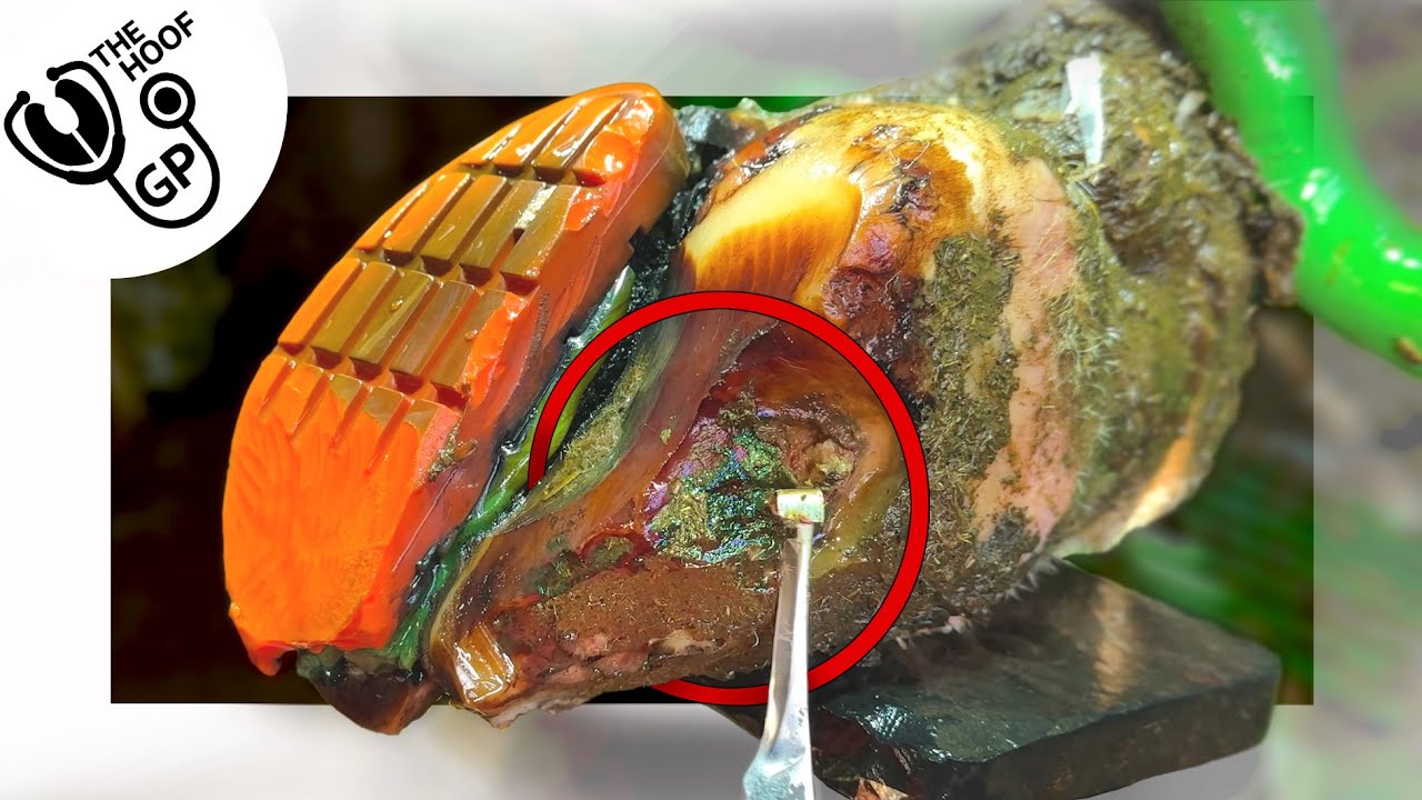 we FAILED with this cow's HORRENDOUS hoof! - YouTube