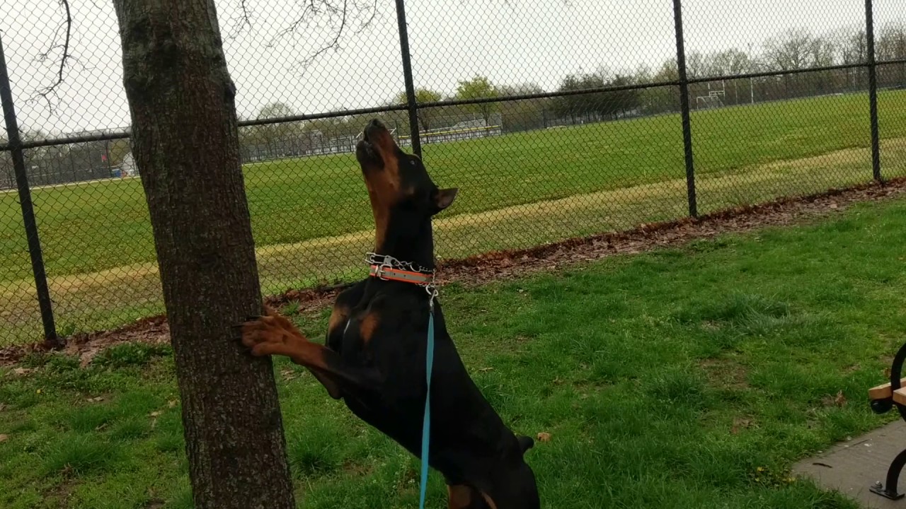 Ace squirrel hunting in Juniper Park - YouTube