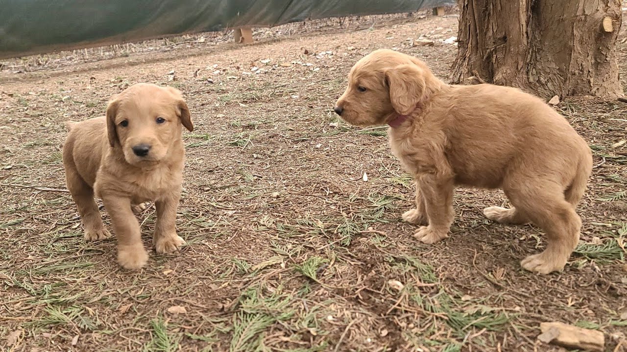 Cutest Puppies 4 Weeks Old Labradoodle Puppies Playing | Cute Puppies ...