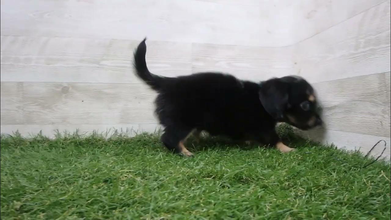 ペットショップcoo&riku No.00720158 MIX（ハーフ） - YouTube