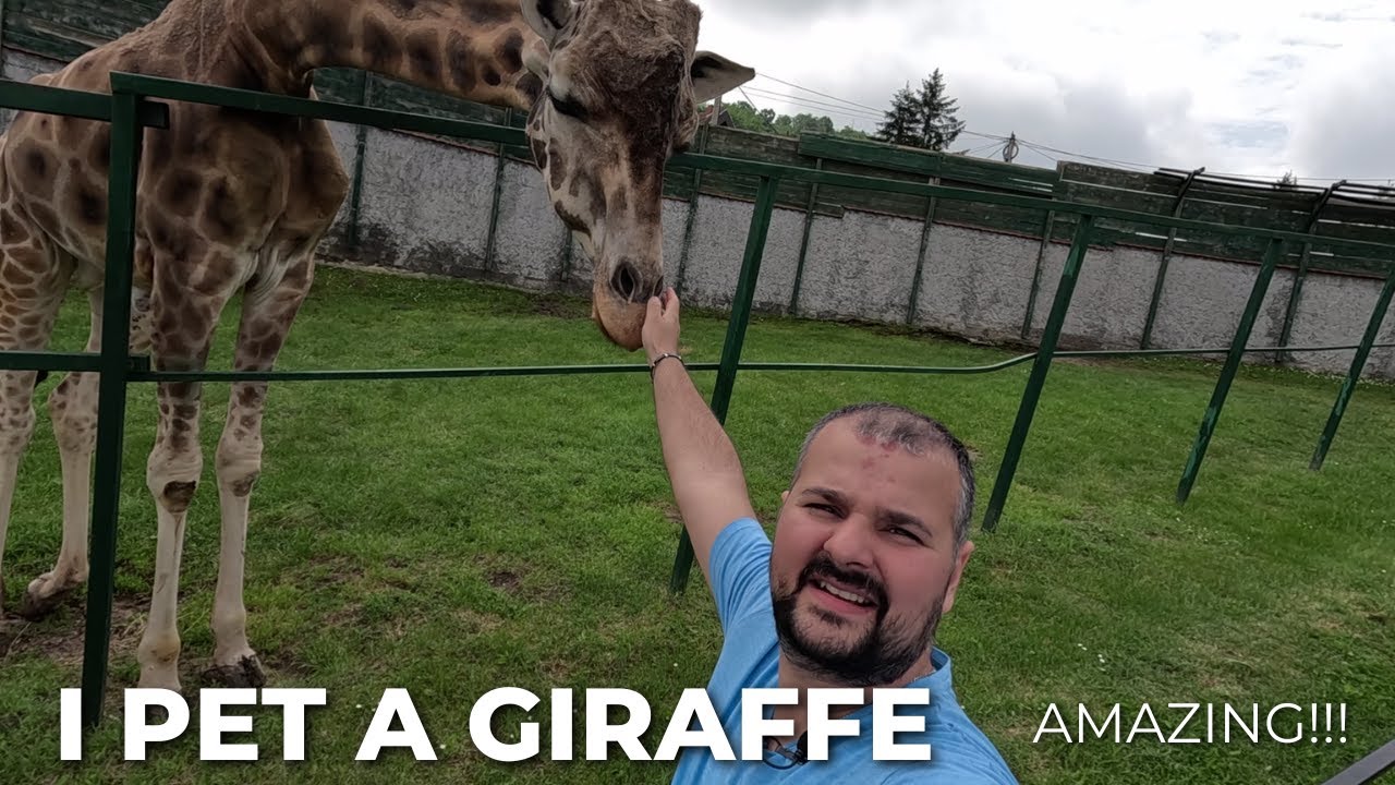 I pet a giraffe - awesome zoo experience - YouTube
