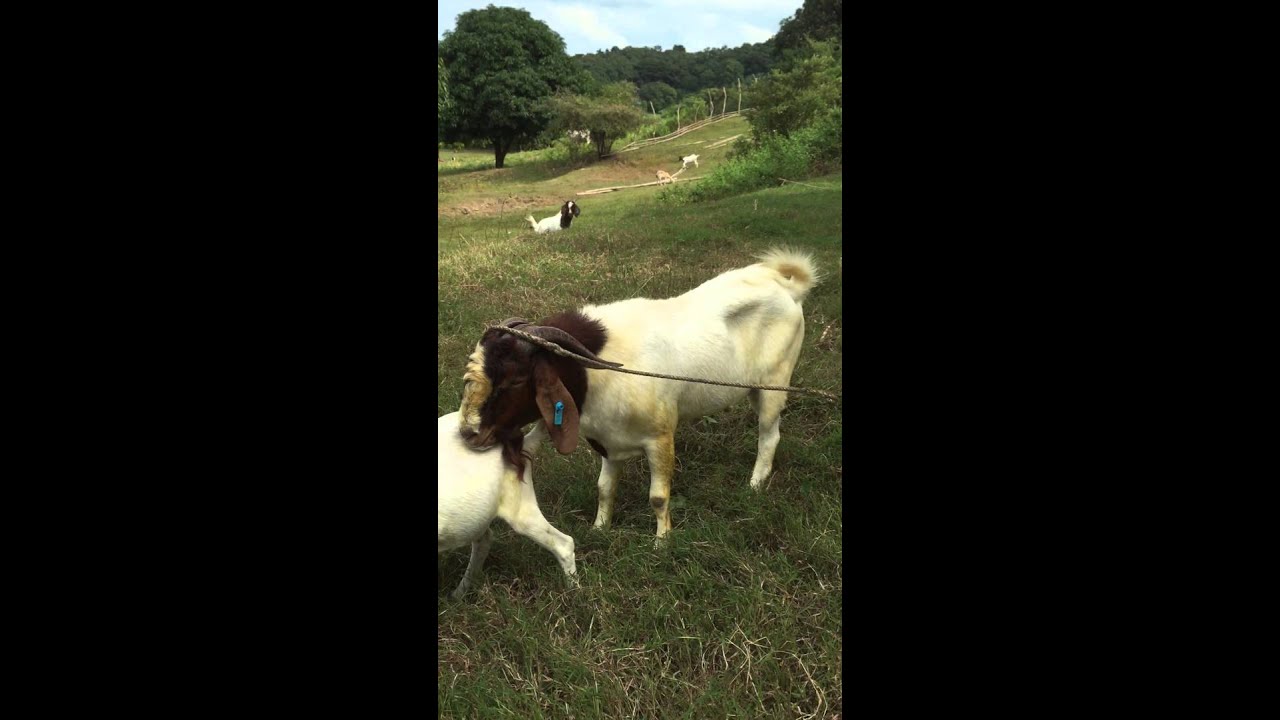 boer goat"Big brother" mating - YouTube