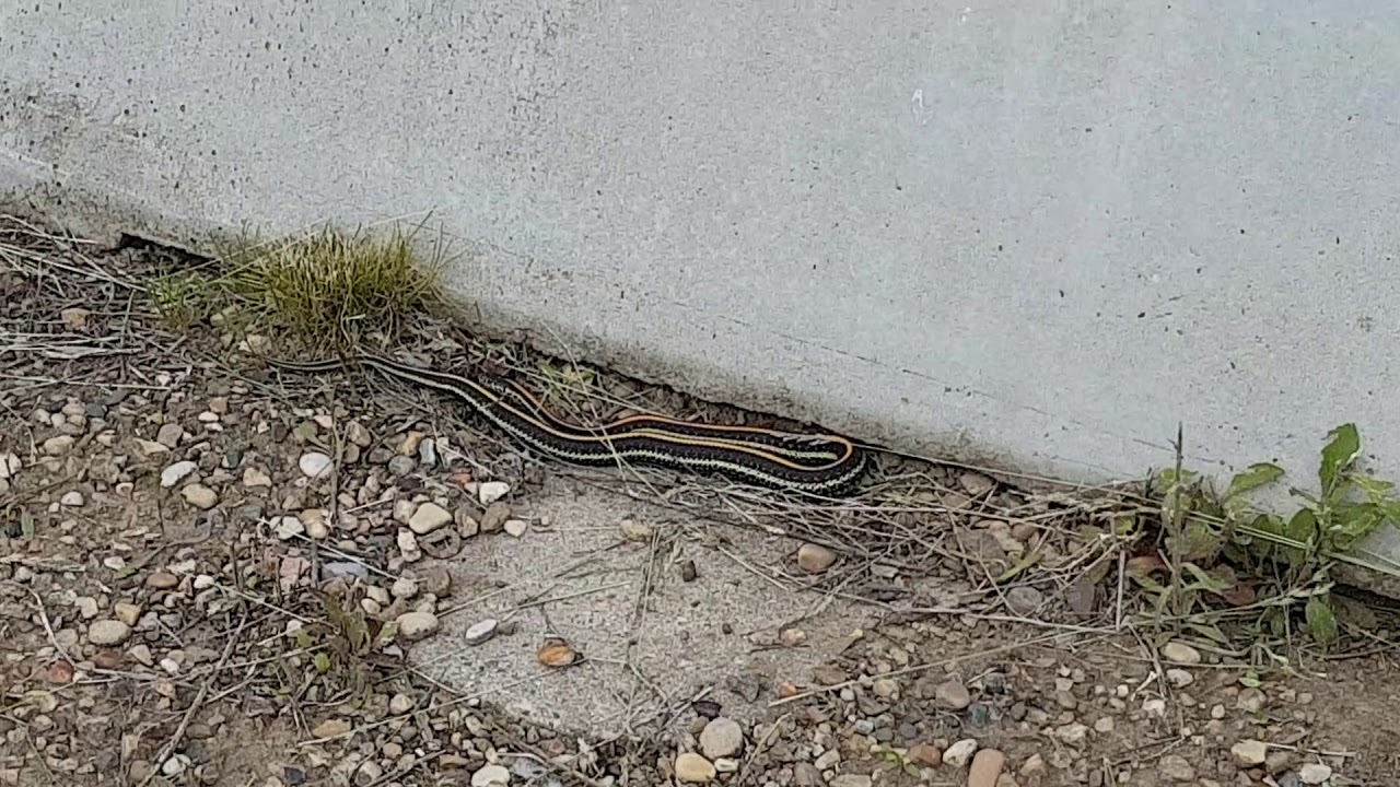 Central Alberta Garter Snakes 1 - YouTube