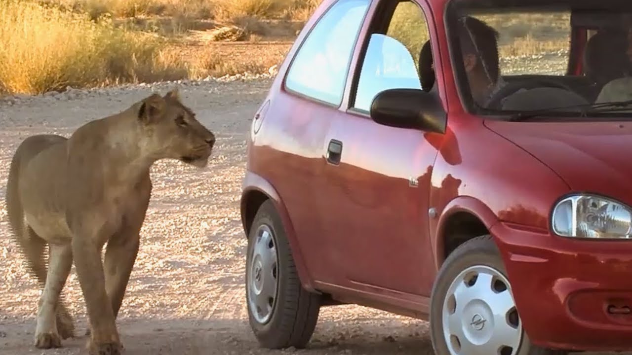 Lion Tries to Break Into Couple’s Tiny Red Car in Terrifying Safari ...