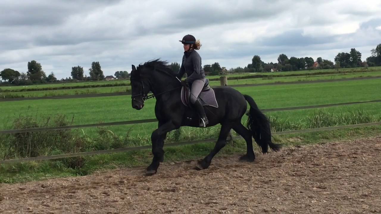 Pjotr 3 jarige friese hengst Stal de Ruiter - YouTube