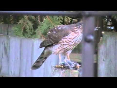 Hawk Eating a Blue Jay - YouTube