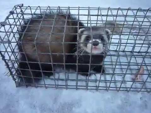 Поймали хорька который воровал кур