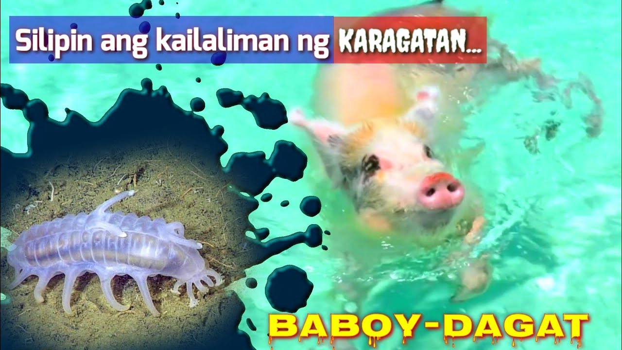 ANG MGA BABOY DAGAT NA NAGSISILBING VACUUM CLEANERS SA SAHIG NG ...