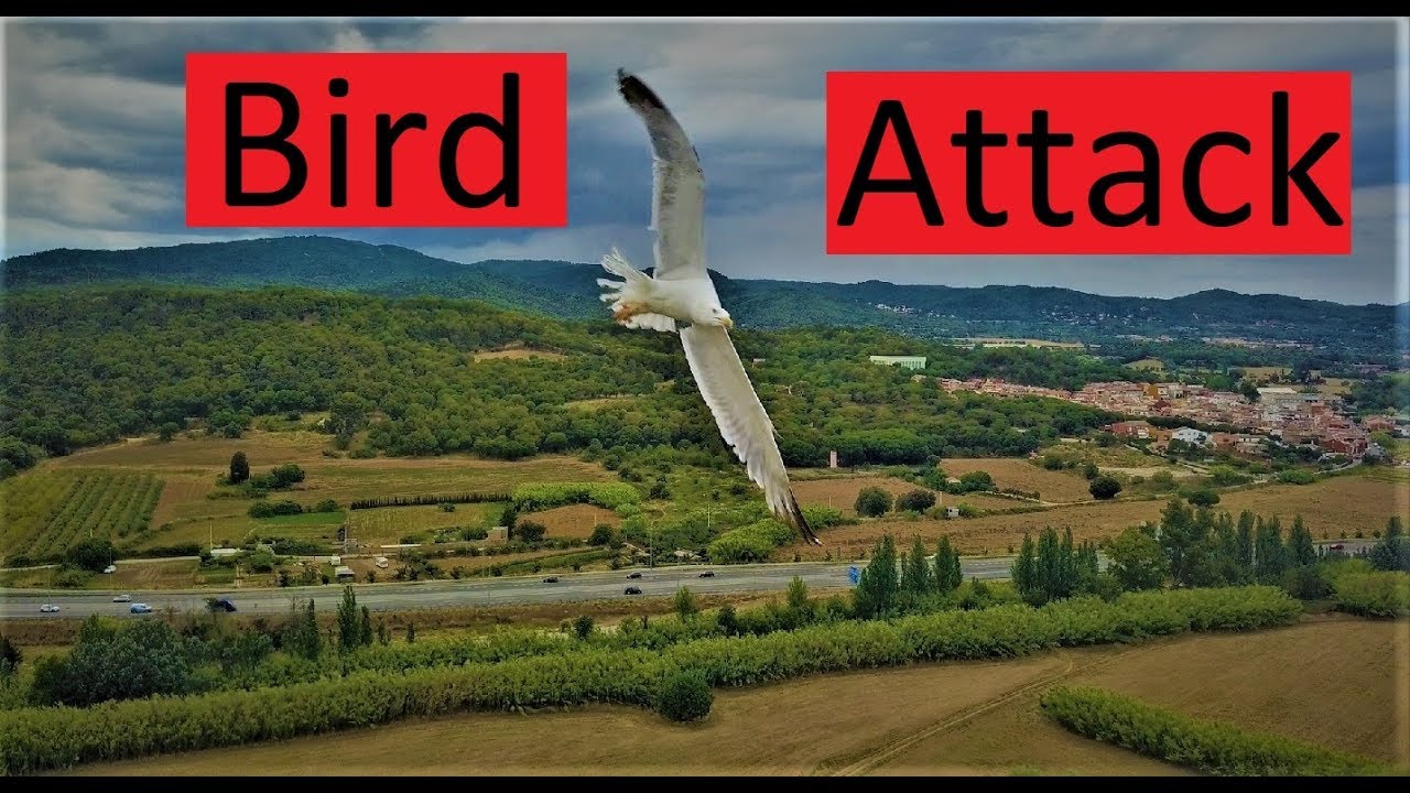 Нападение птицы на дрон. Bird attack on the drone - YouTube