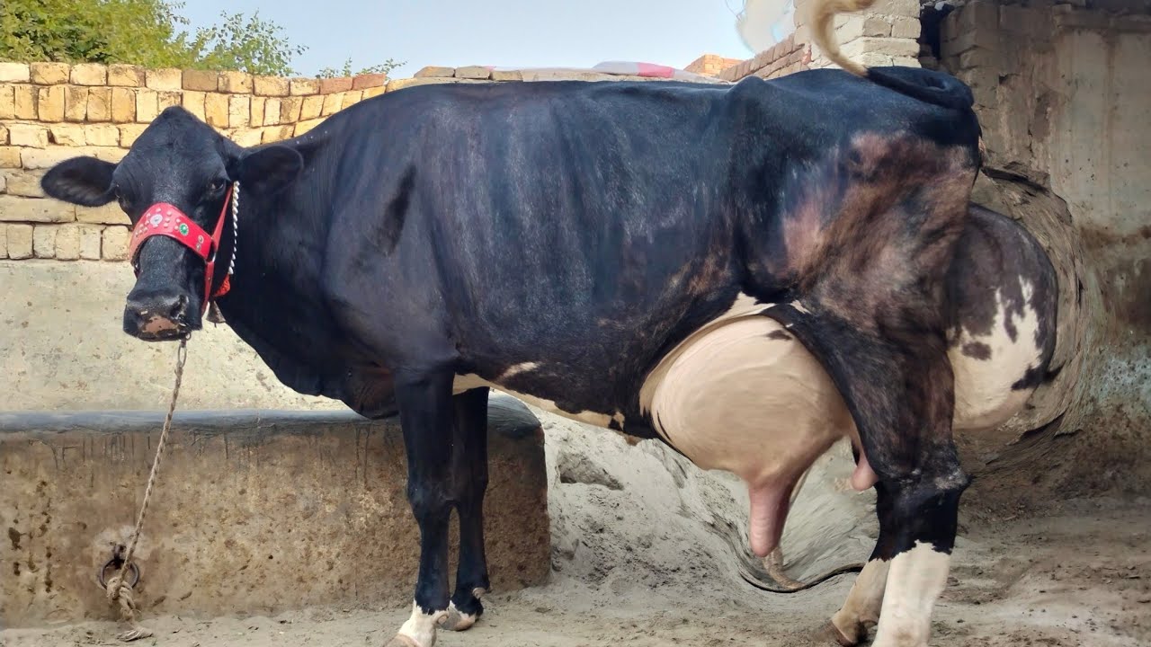 chalo sthaniya Jersey friesian cross cow (03024029695)12 January 2025 ...