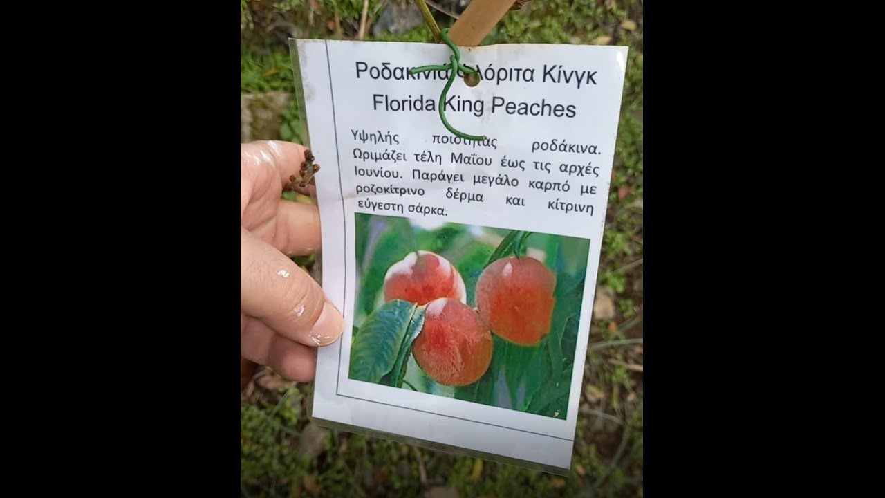 Planting Florida king peach tree in my garden - YouTube