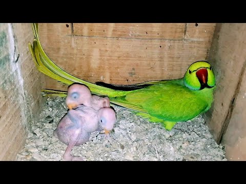 Growing Indian Ringneck Babies |Ringneck Parrot Growth Stages - YouTube