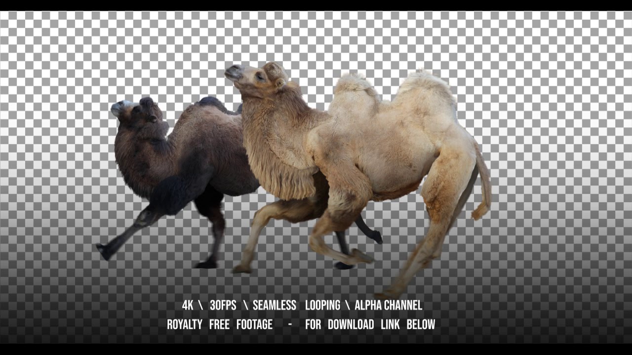 Bactrian camel galloping runs on transparent background. Animation ...