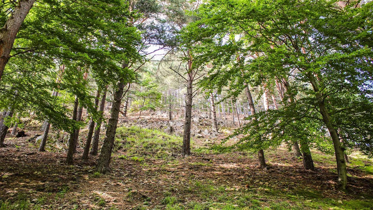 4K Beautiful Forest SlideShow with Relaxing Music - YouTube