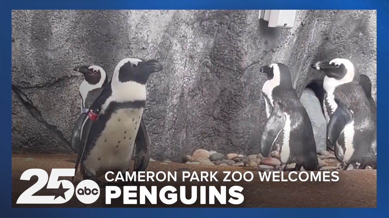 Cameron Park Zoo officially open Penguin Shores Exhibit - YouTube