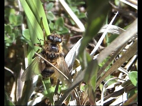 Hypoderma diana střeček srnčí - YouTube