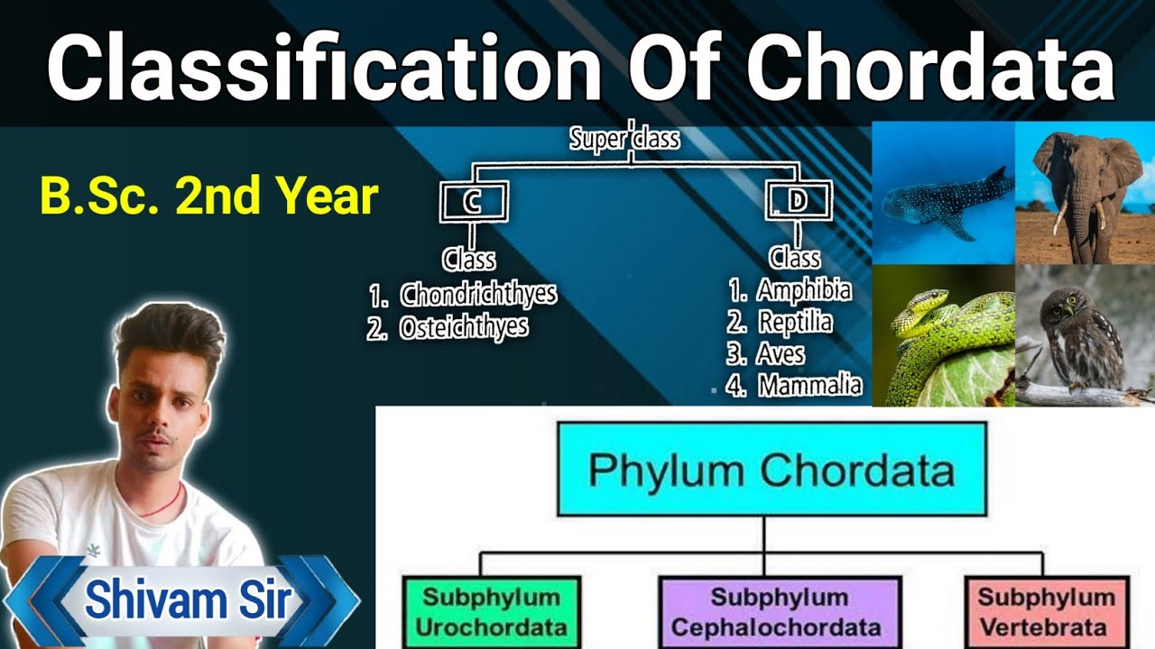 Class - 2 | Classification Of Phylum Chordates Upto Order | Urochordata ...