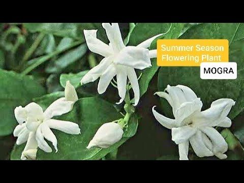 Summer Flowering Plant - Mogra - YouTube