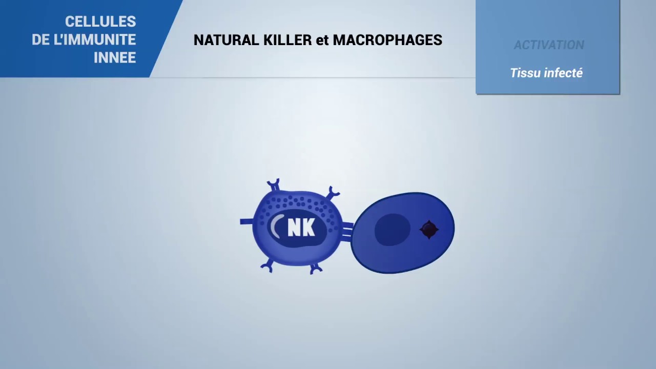 Les cellules Natural Killer - YouTube