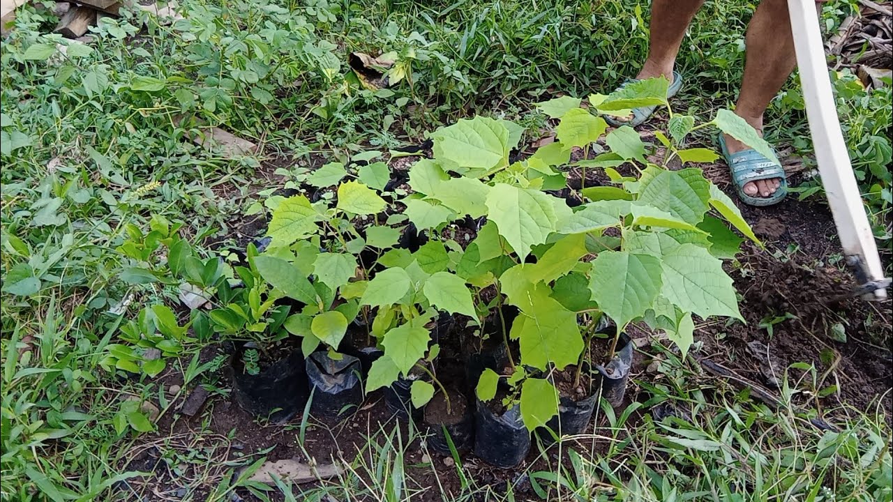 Backyard Planting - Paper Tree | Quick Cleaning | Gmelina Seedlings ...