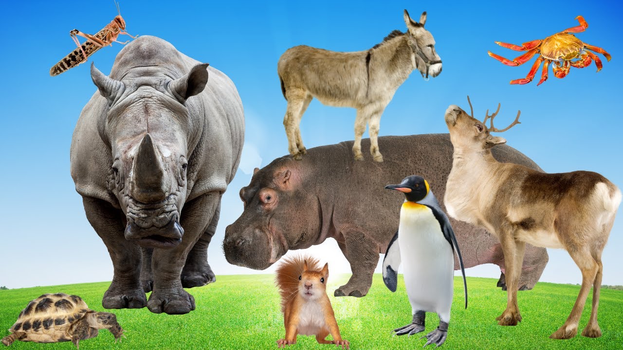 Animal sounds for kids learning videos, grasshopper, penguin, donkey ...