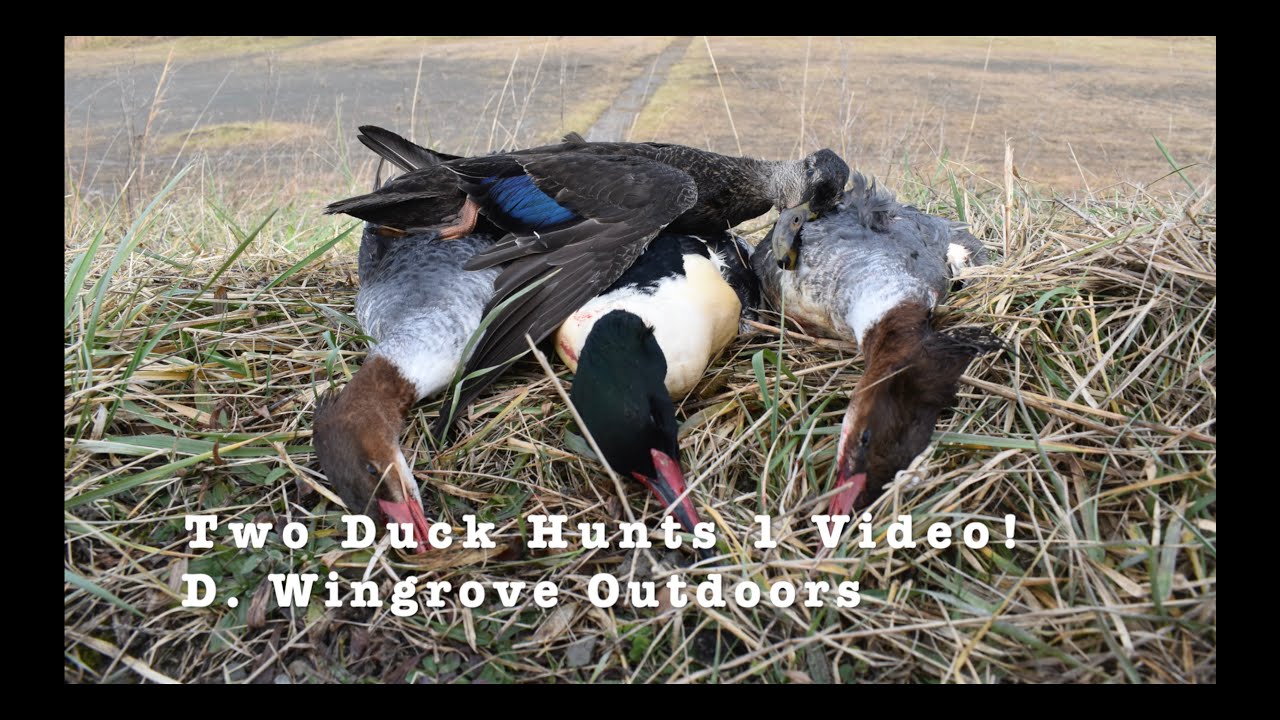 2 GREASY Duck Hunts 1 Video! | PA Duck Hunting 2021-2022 | - YouTube