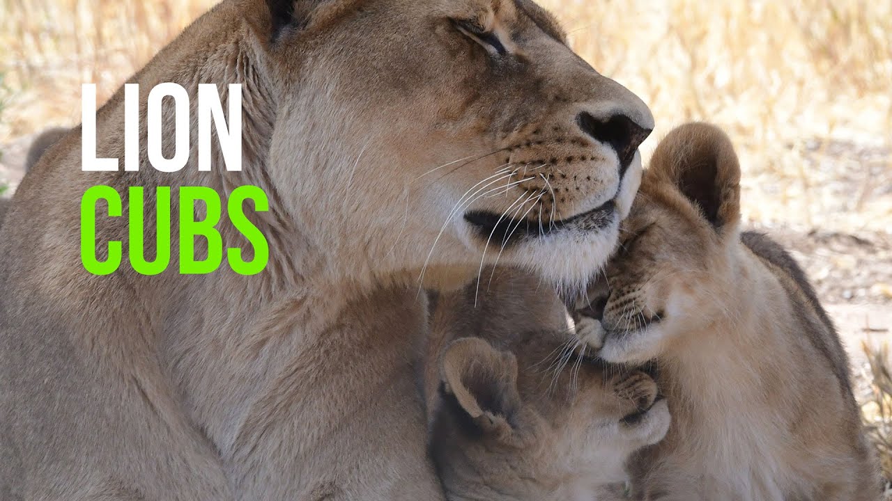 Four Lion Cubs in Roaring Good Health After First Health Check - YouTube