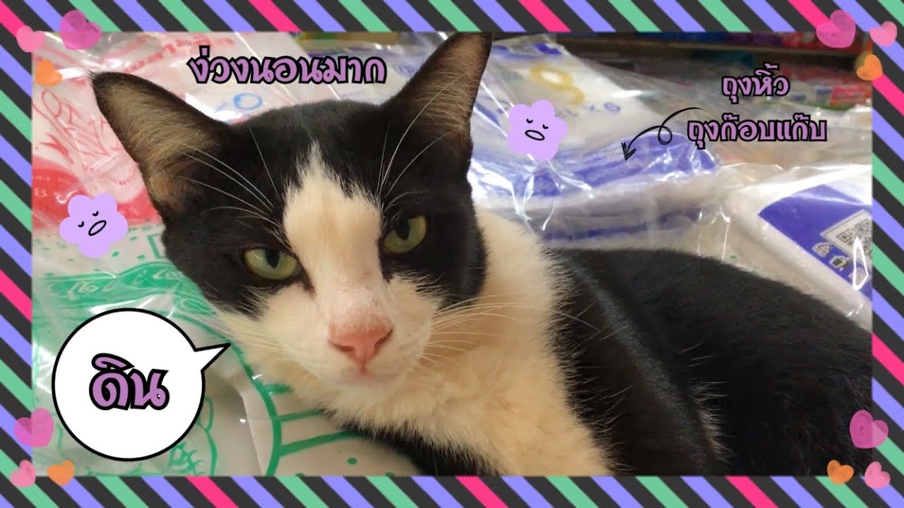 CAT || ดินนอนหลับบนกองถุงหิ้วถุงก๊อบแก๊บ || Aui & Cat - YouTube