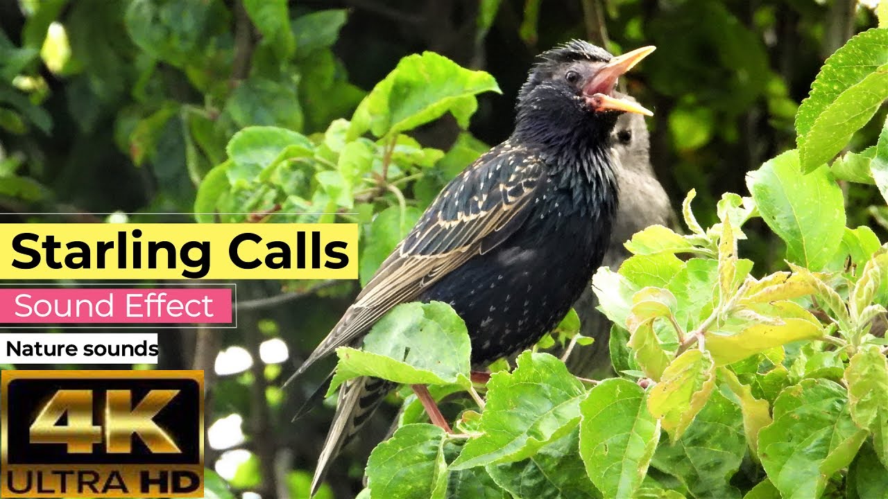 Common Starling calls are loud, (Sturnus vulgaris), European Starling ...